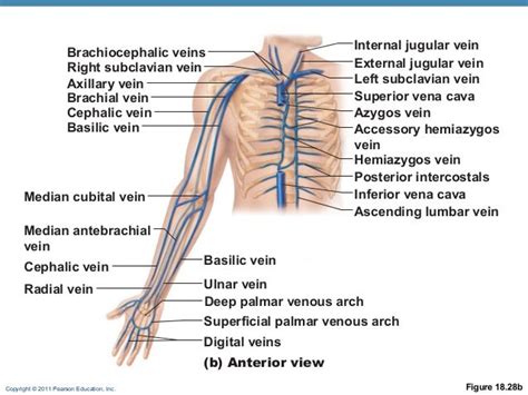 Anatomy Of Cephalic Vein