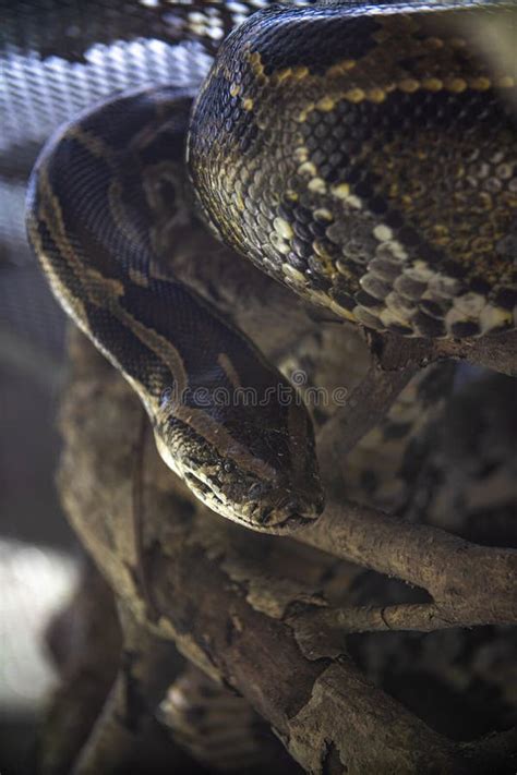 Large Adult Python Looking Down Stock Image Image Of Crawling Flat 265881577