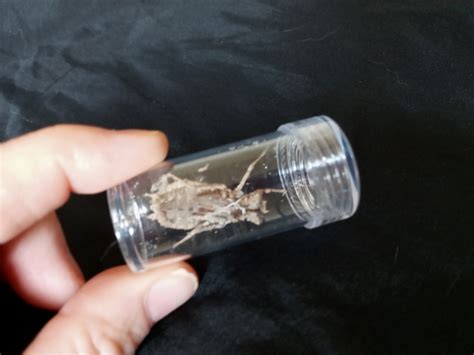 Dragonfly Nymph Exoskeleton In A 2 Clear Specimen Vial Oddities And Curiousities Etsy