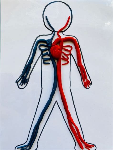 Arteries And Veins Arteries And Veins Arteries Science Models