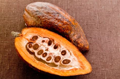 Cocao Bean Pod Phytoalchemy