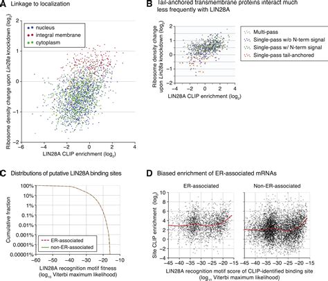 Lin28a Is A Suppressor Of Er Associated Translation In Embryonic Stem Cells Cell
