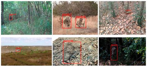 Denoising Diffusion Implicit Model For Camouflaged Object Detection