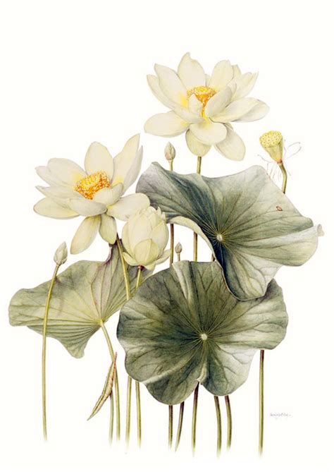 연꽃 스케치 밑그림 도안자료 채색 네이버 블로그