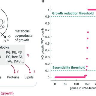Schema Of Growth Simulation Using A Gem A The Gem Uses A Set Of Download Scientific Diagram