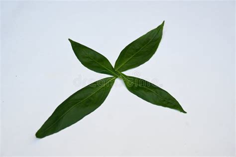 Andrographis Paniculata Leaves On White Background Stock Image Image Of Agriculture Herb