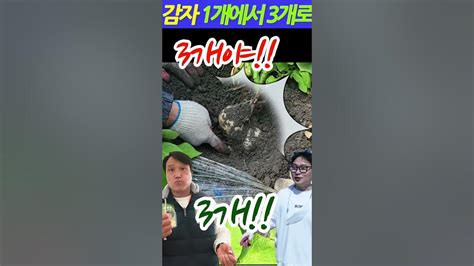 감자 토생수 농사 연작피해 Youtube