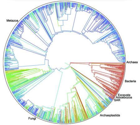 The Tree Of Life Project Teaches Biology In A New Way Learning Liftoff