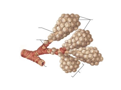 Bronchiole Diagram Quizlet