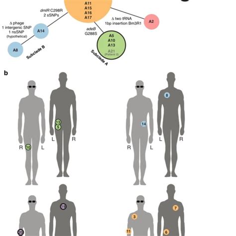 Infection Timeline For Patient 1 A Bar Chart Illustrating Meropenem Download Scientific