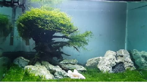 Java Moss Aquarium Plant Plantation Technique To Grow 2025