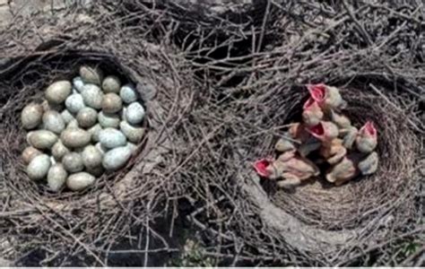 Zeci De Pui Nezburători De Coțofană Uciși Fără Milă într O Partida Ilegala De Vânătoare Pe Un