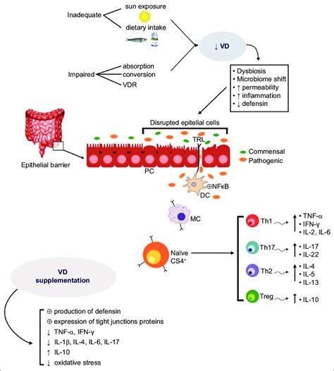 Sources Of Vitamin D Vd And Its Effects On The Altered Epithelial