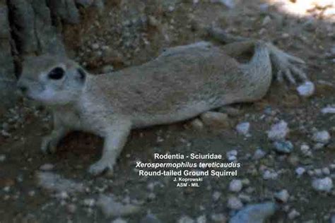 Round Tailed Ground Squirrel American Society Of Mammalogists