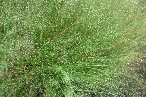 Agrostis Nebulosa Cloud Grass Bbc Gardeners World Magazine