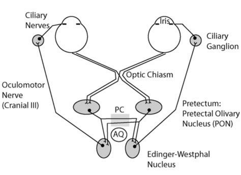 8 Higher Visual Processing Flashcards Quizlet