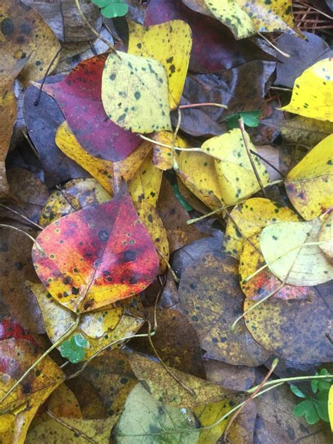 Pin By Corinda Winfree On Trees And Leaves Tree Leaves