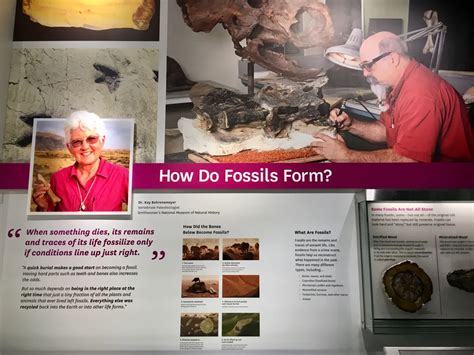 How Do Fossils Form