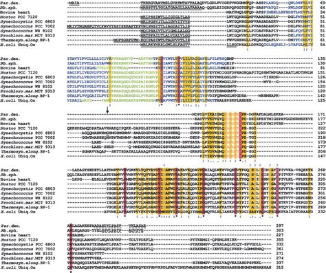 Amino Acid Sequence Alignment Of Subunit Ii Of Cytochrome C Oxidase Download Scientific Diagram