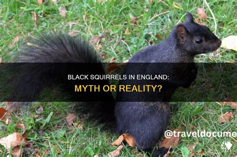 Black Squirrels In England Myth Or Reality Petshun