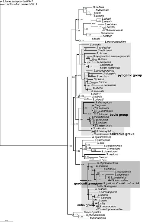 majority consensus tree obtained by a bayesian analysis of proteic