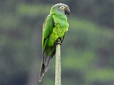Dusky Cheeked Conure Which Conure Is The Best Talker Wfbjfj