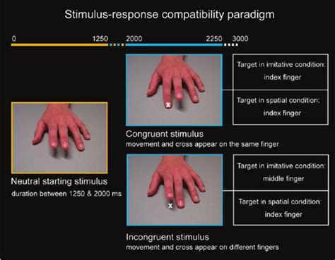 Stimulus Response Compatibility Design The Stimulus Response