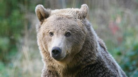 Kent Trust Says Bears Life Saving Surgery Has Gone To Plan Bbc News