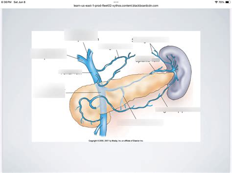 Liver PDF P Diagram Quizlet