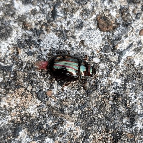 Ladybug Looking Thing But Metallic Green With Red Stripes Wings R Whatisthisbug