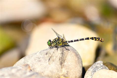 Libellen — Niklaus Troxler Naturfotos