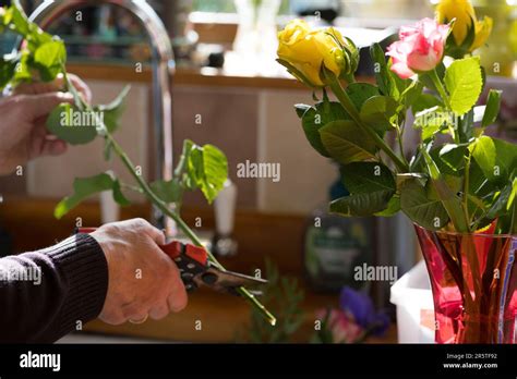 Cutter The Flower Root Stock Photo Alamy