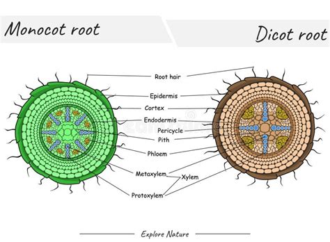 Monocot Root And Dicot Root Stock Vector Illustration Of Screenshot Presentation 291093638