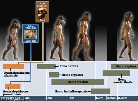 Scientists Claim To Have Discovered A New Human Ancestor Daily Mail Online