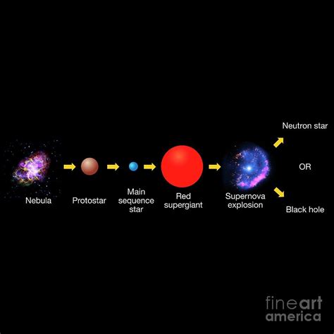 Life Cycle Of A Giant Star How A Supernova Works Eso Supernova