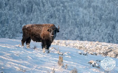 Ask A Naturalist How To Identify Male And Female Bison Eco Tour Adventures