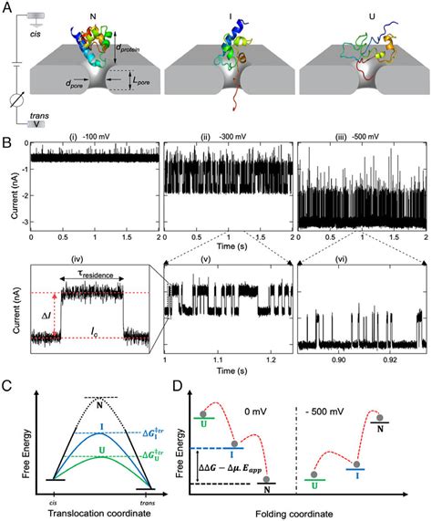 Conformational Occupancy During Protein Translocation Through A