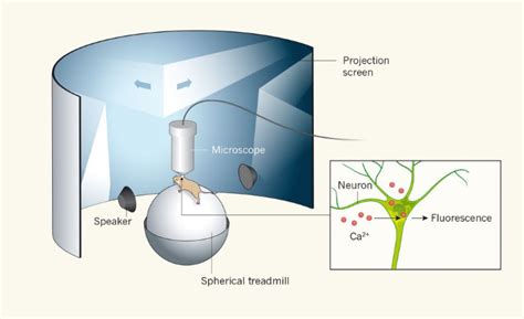 Neurons Couple Up To Make Decisions Nature