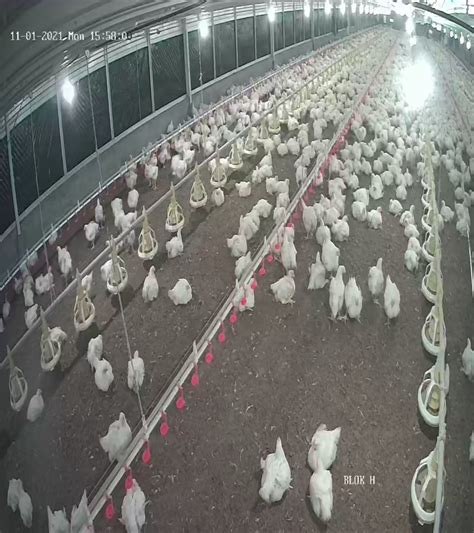 A Few Chickens Pure Object Detection Dataset By Terior