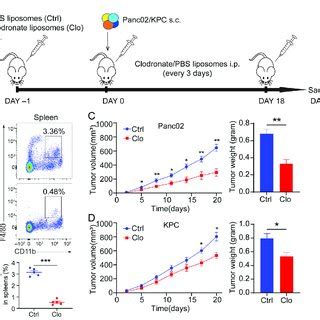 Characterization Of The Lymph Nodes And Tlo Expressed In The Tumor