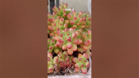 루비틴트다육이 Youtube