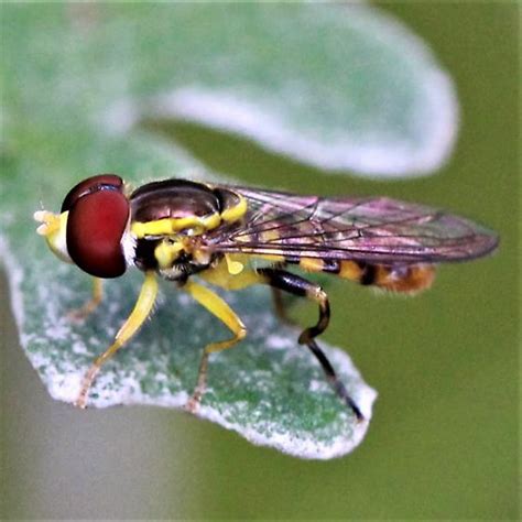 Syrphid Hover Fly Lateral Toxomerus Geminatus Bugguide