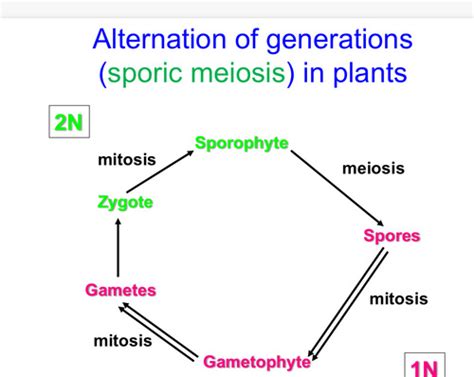 Plant Reproduction Flashcards Quizlet