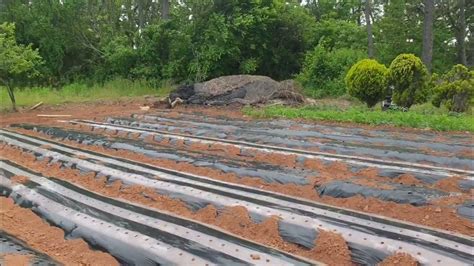 들에서 깨 심기 Youtube