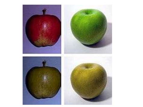 Notes Sex Linked Traits Ppt