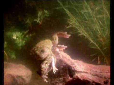 Wild Sex Kr Te National Geographic Hd Youtube