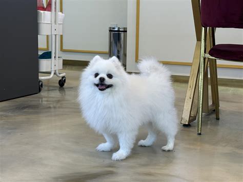 포메라니안 아톰 치와와키우는방법 코카스파니엘키우는방법 폼스키키우는방법 폼치키우는방법 폼피츠키우는방법 푸숑키우는방법 노르웨이숲