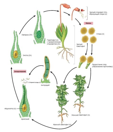 ТЕМА Жизненный цикл мха кукушкин лен ЕГЭбиология биология Рисунок с исправлениями в