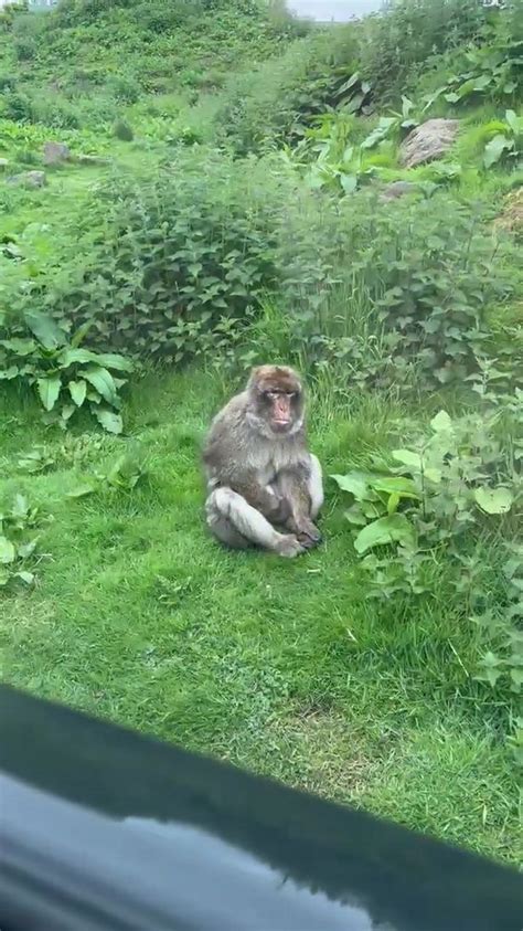Scots Family In Hysterics After Monkey Performs Sex Act At Blair Drummond Safari Park Daily Record
