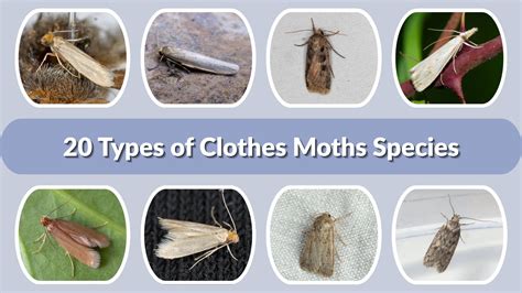 20 Types Of Clothes Moths Species Identification And Pictures